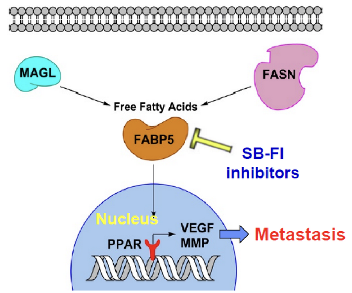 Anticancer FABP5 Inhibitors | Ojima Research Group