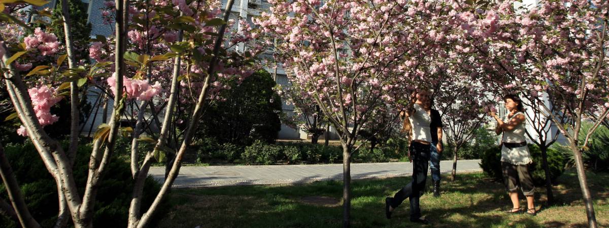 Beijing Language and Culture University | Study Abroad